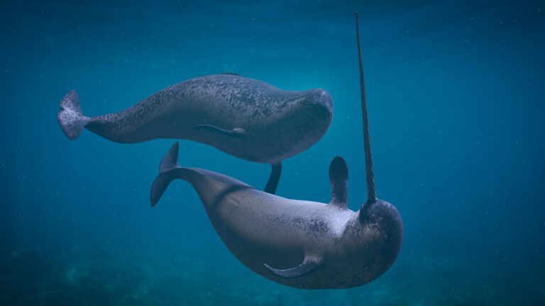 All About Narwhals, The Unicorns Of The Sea – The Nature Network