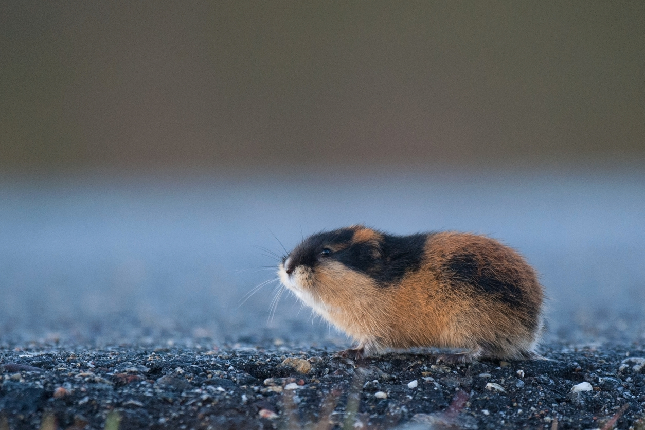 13 Animal Stereotypes Everyone Believes (But Aren’t True) – The Nature ...