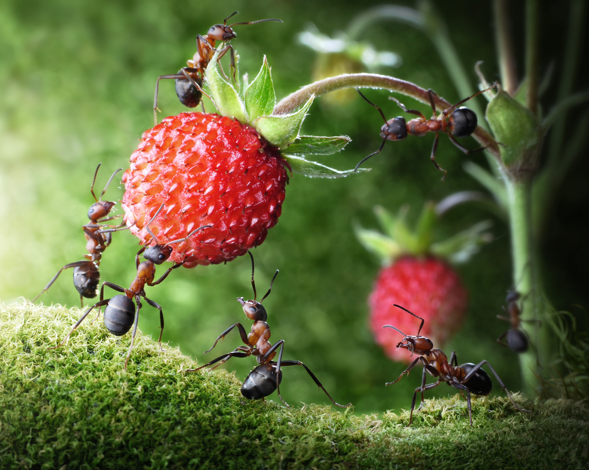 16 Animals That Store Food in Ways Stranger Than Any Fridge – The ...
