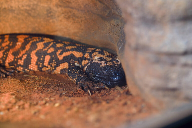 Meet the Gila Monster, the Lizard That Injects Venom Slowly – The ...
