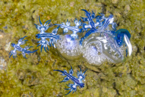 Meet The Blue Dragon, The Deadly Sea Slug That Looks Like An Angel ...