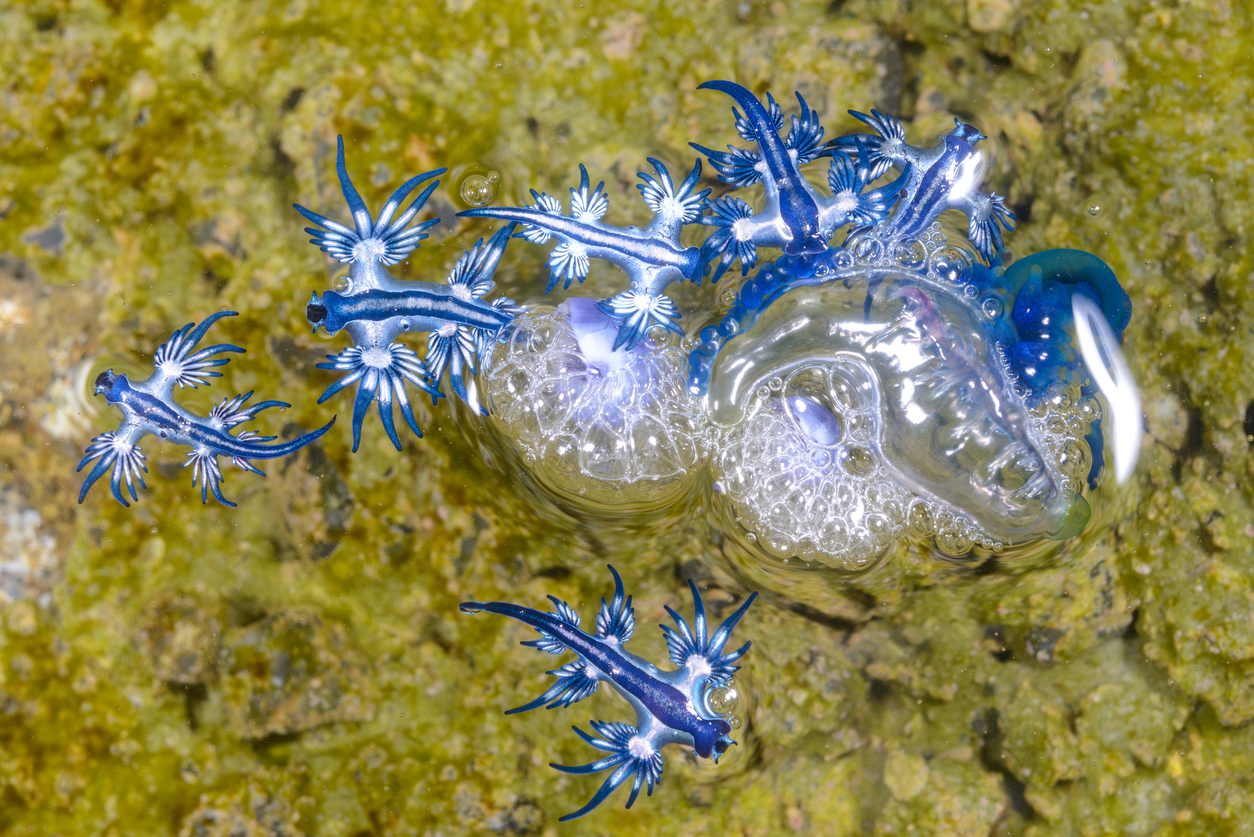 Meet The Blue Dragon, The Deadly Sea Slug That Looks Like An Angel ...