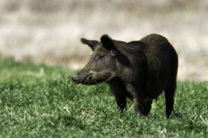 Animals That Could Take Over the World If Humans Disappeared – The ...