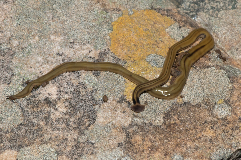 12 Animals That Can Clone Themselves to Survive – The Nature Network