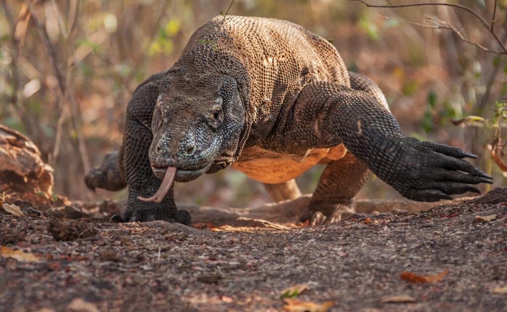 How Real Animals Inspired Legendary Dragon Types – The Nature Network