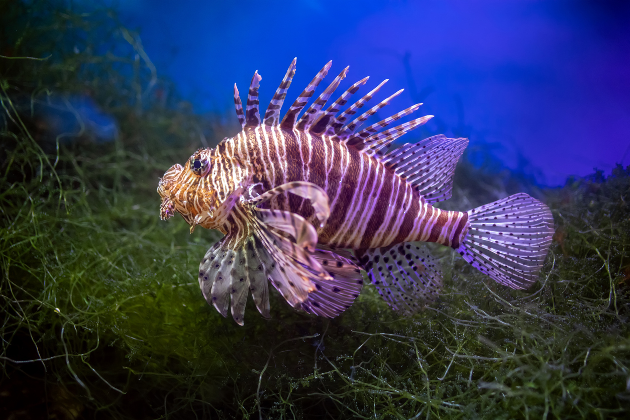 Meet the Lionfish, the Beautiful Invader Armed With Poison Spines – The ...