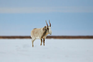 Meet The Saiga Antelope, The Animal That Looks Straight Out Of ‘Star ...
