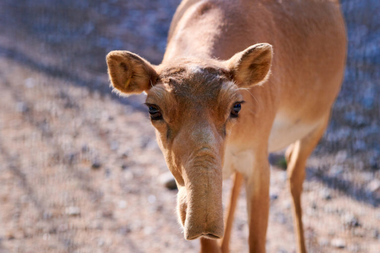 Meet The Saiga Antelope, The Animal That Looks Straight Out Of ‘Star ...