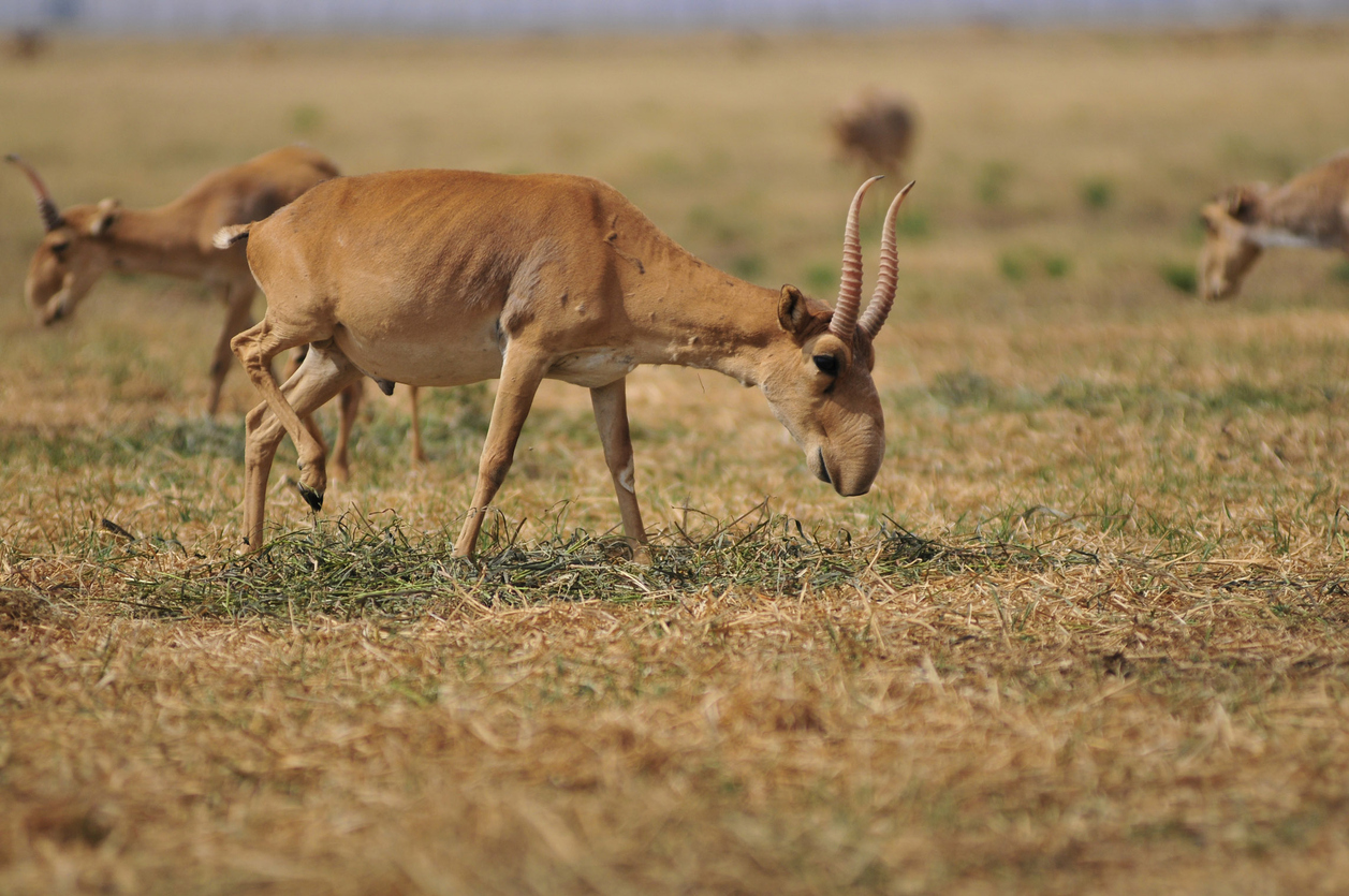 Meet The Saiga Antelope, The Animal That Looks Straight Out Of ‘Star ...