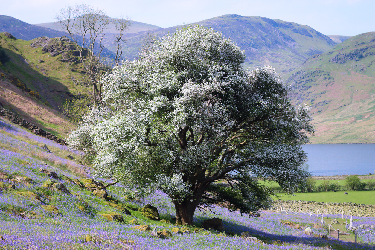 14 British Tree Varieties With Impressive Histories – The Nature Network