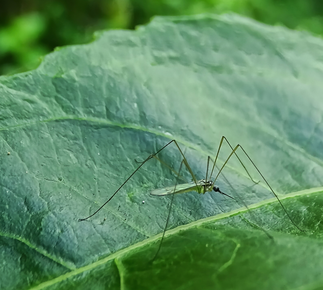 Why The Daddy Long Legs Is Nature’s Most Misunderstood Flying ‘Nuisance ...