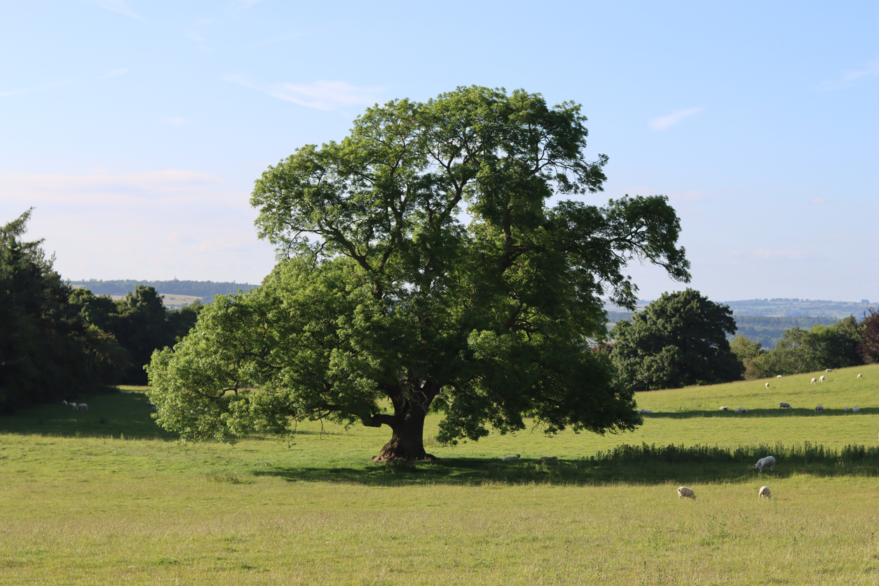 14 Trees You’re Not Allowed to Cut Down in Britain (And the Fines You ...