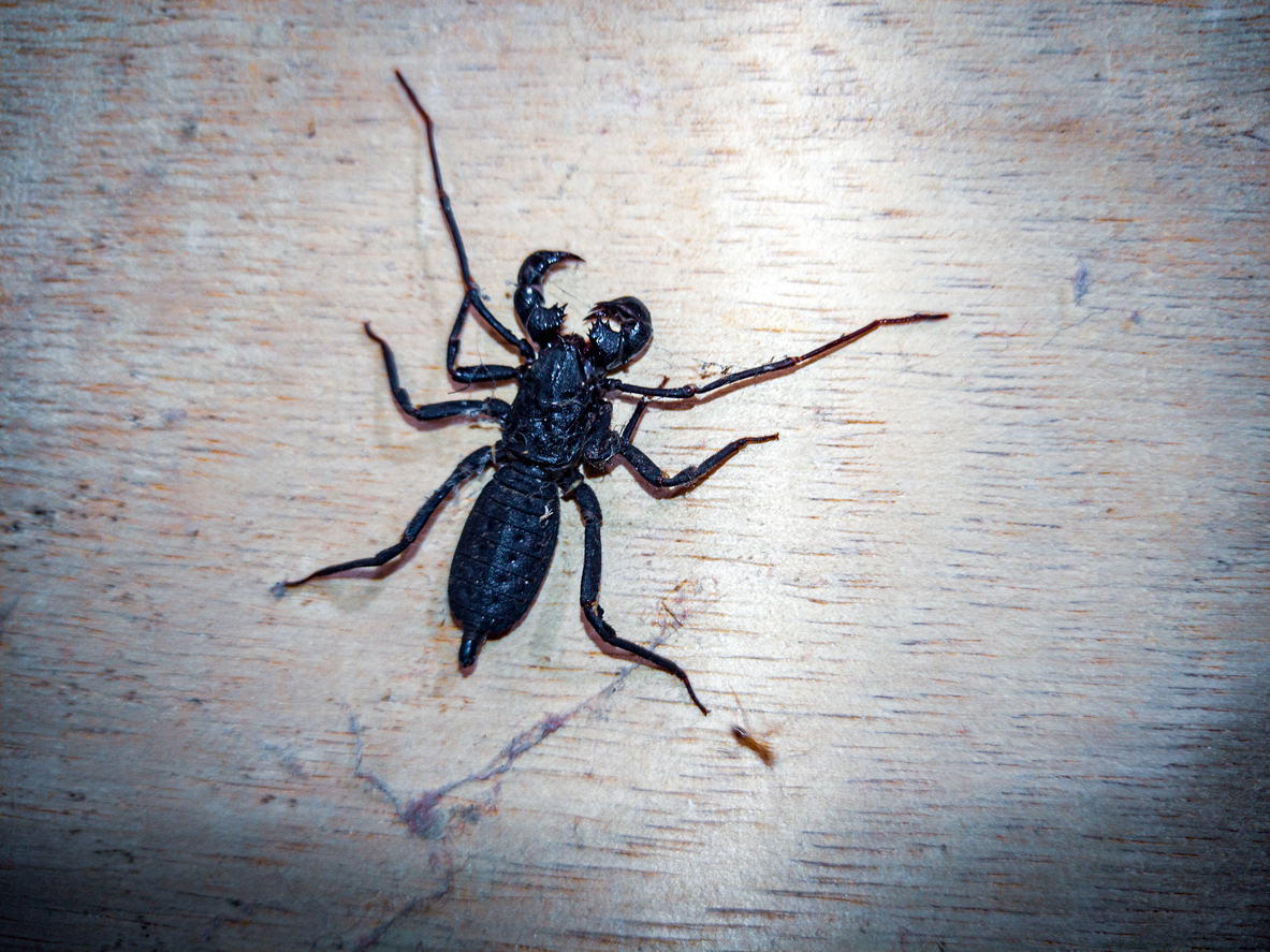 All About Whip Scorpions, The Insect That Looks Scary But Doesn’t Sting ...