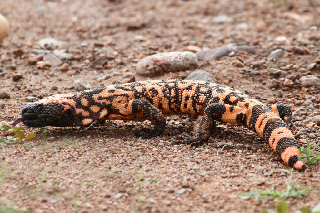 Meet the Gila Monster, the Lizard That Injects Venom Slowly – The ...