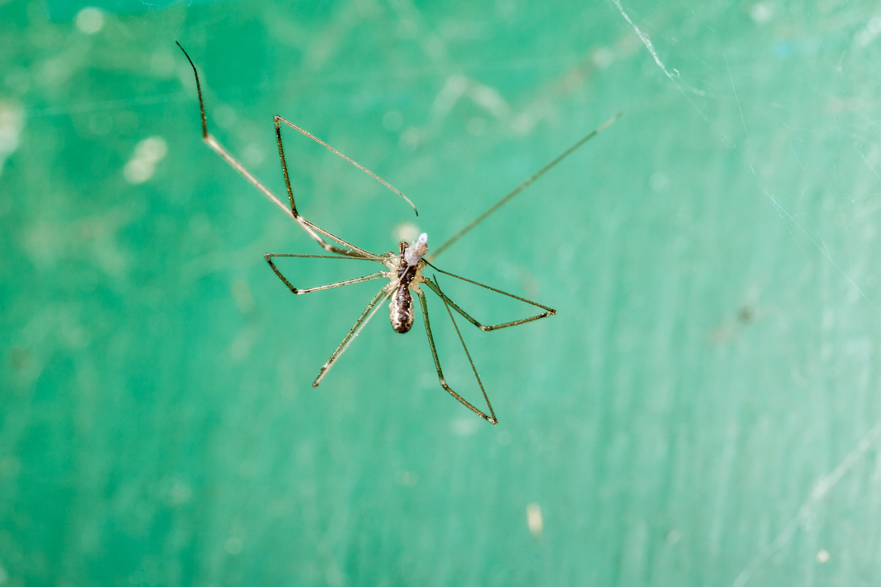 Why The Daddy Long Legs Is Nature’s Most Misunderstood Flying ‘Nuisance ...
