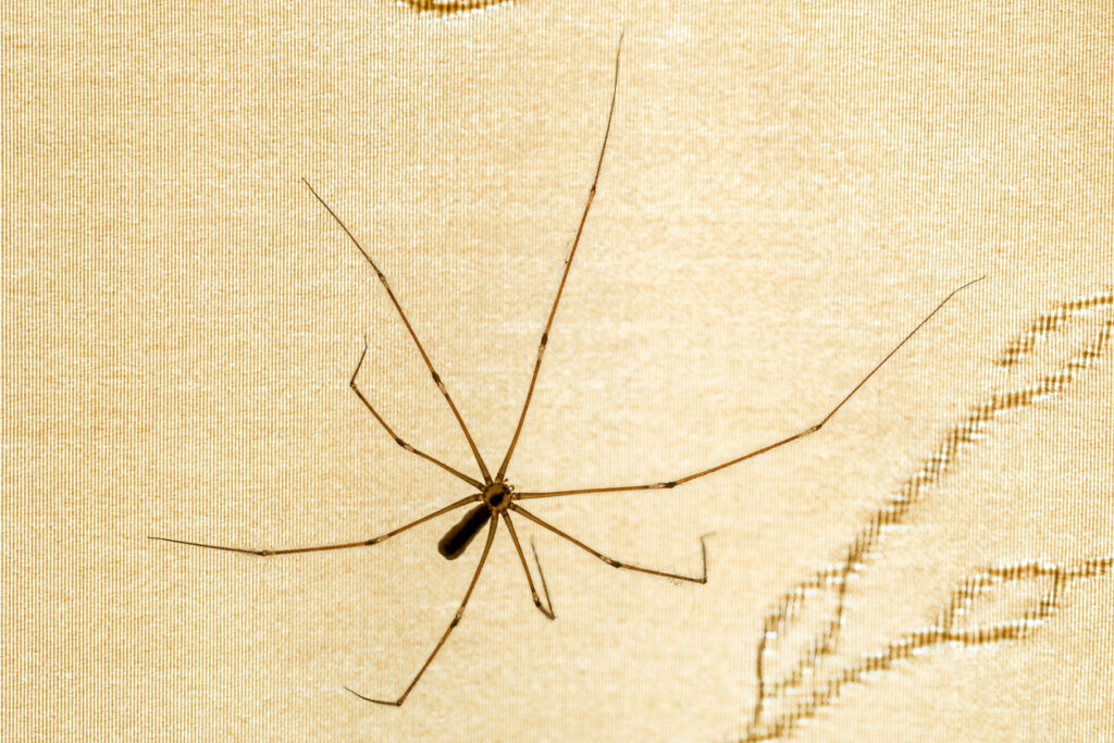 Why The Daddy Long Legs Is Nature’s Most Misunderstood Flying ‘Nuisance ...