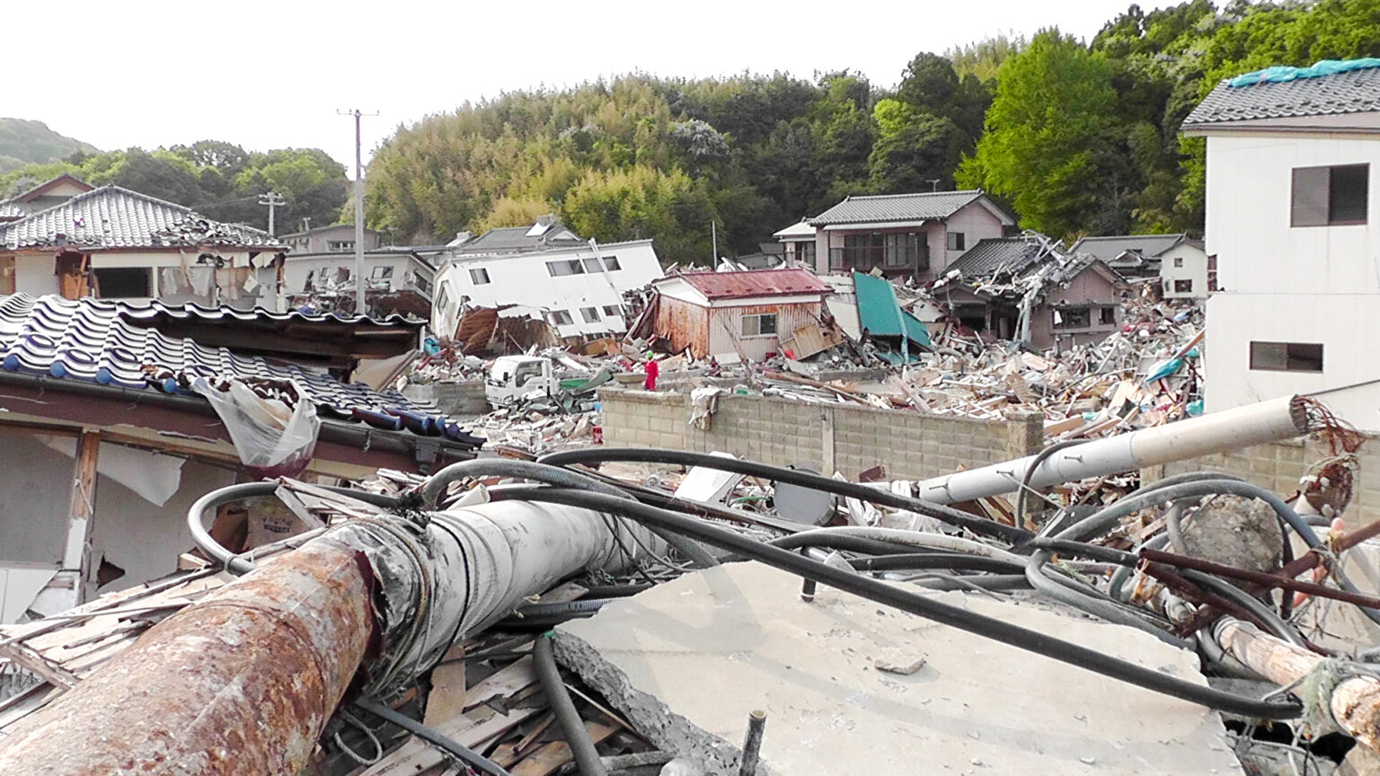 How Natural Disasters Impact Animals – The Nature Network