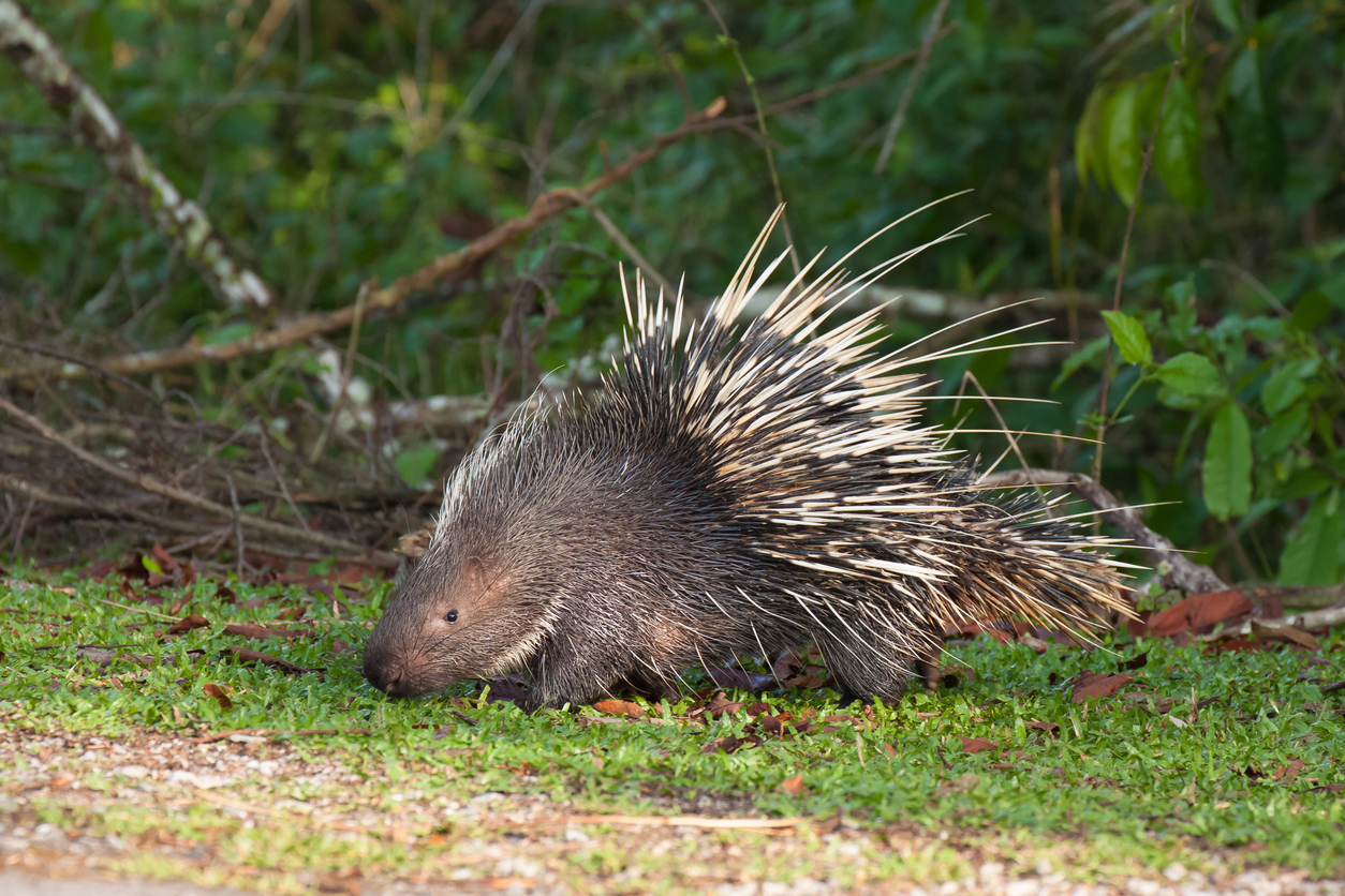 13 Animal Stereotypes Everyone Believes (But Aren’t True) – The Nature ...