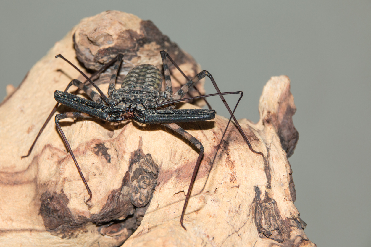 All About Whip Scorpions, The Insect That Looks Scary But Doesn’t Sting ...