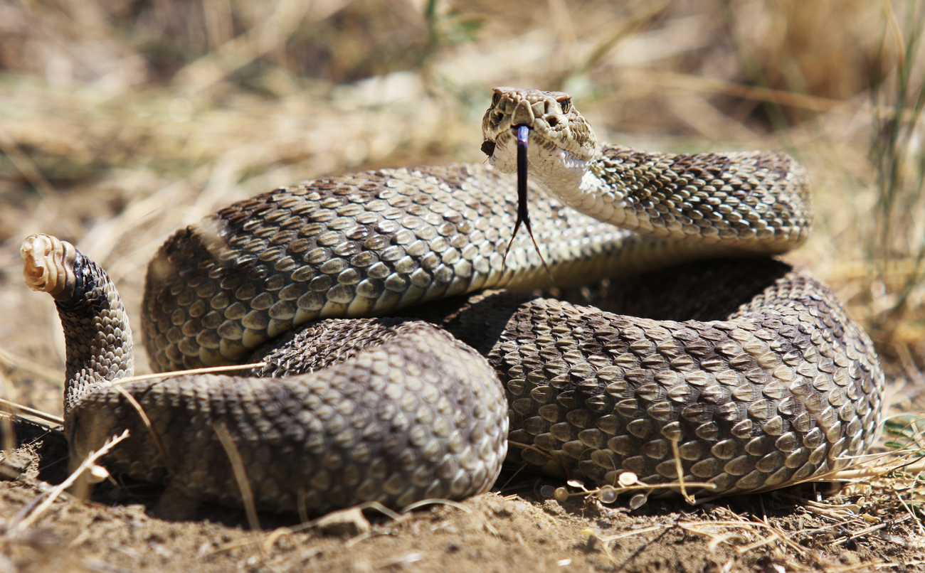 13 Animal Stereotypes Everyone Believes (But Aren’t True) – The Nature ...
