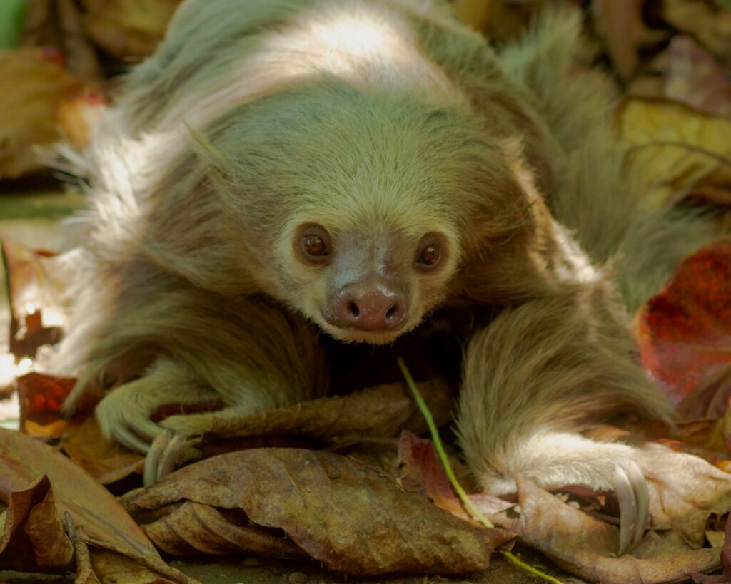 13 of the Cutest Sloth Photos in Celebration of International Sloth Day ...