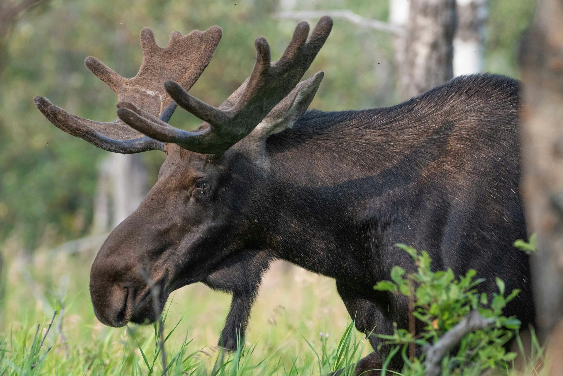 How Big Do Moose Actually Get? (Spoiler Alert: Bigger Than You Think ...