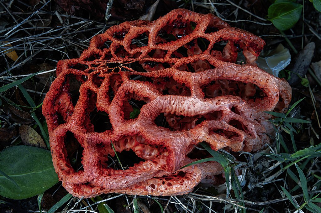 The 14 Weirdest Fungi in the World You Probably Haven’t Heard Of – The ...