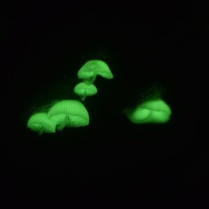 The 14 Weirdest Fungi in the World You Probably Haven’t Heard Of – The ...