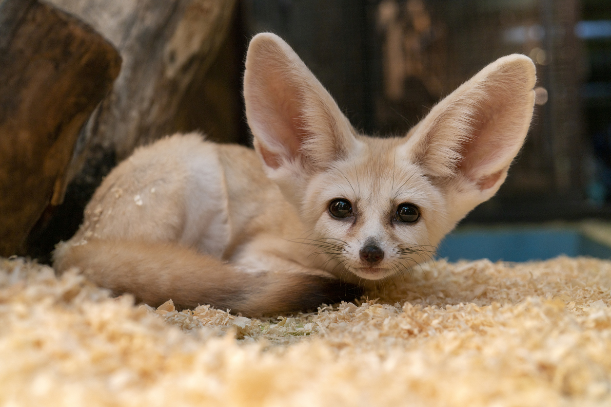 What You Need to Know About Fennec Foxes, From Their Giant Ears to ...