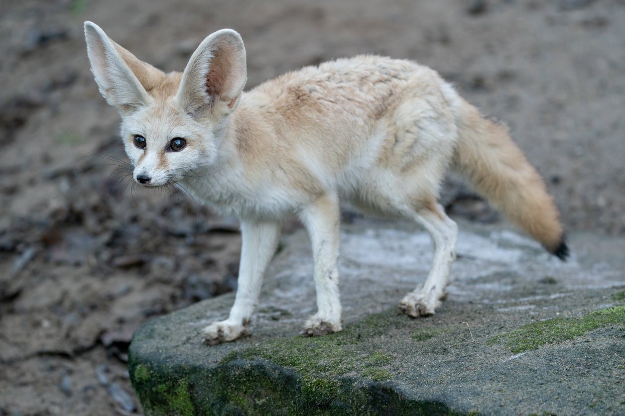 What You Need to Know About Fennec Foxes, From Their Giant Ears to ...