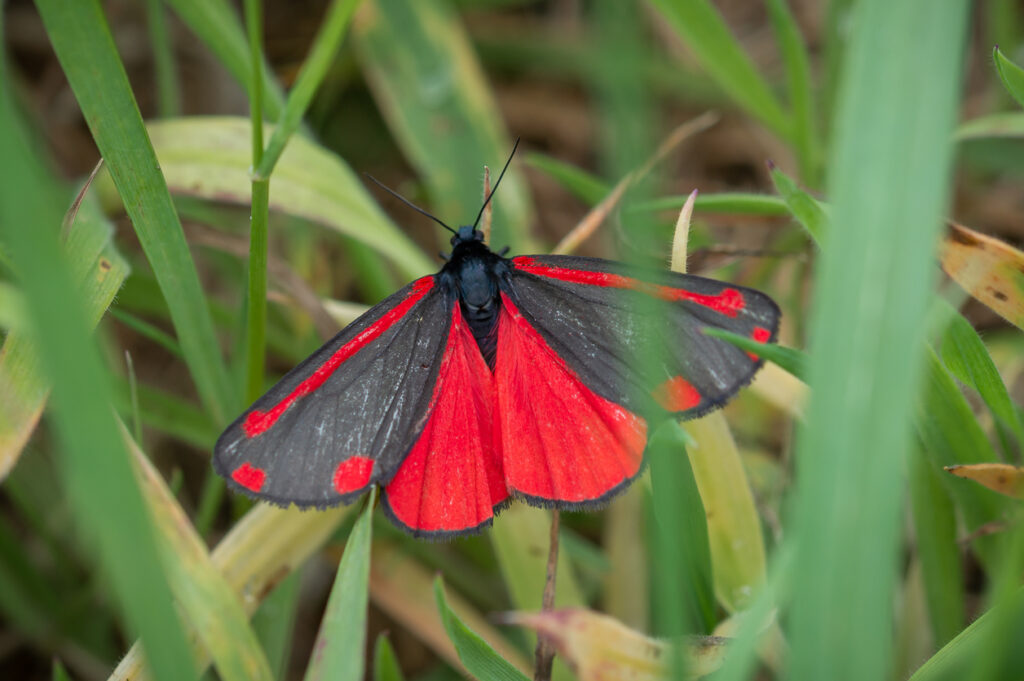 Meet the 10 Most Vibrant and Eye-Catching UK Moths – The Nature Network