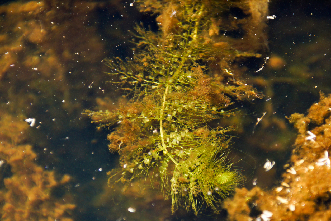 Meet Bladderwort, the Underwater Plant With a Lightning-Fast Trap – The ...