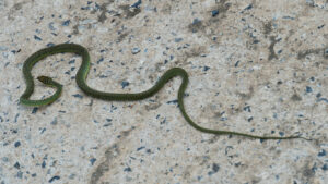 Flying Snakes Exist: Meet the Chrysopelea – The Nature Network
