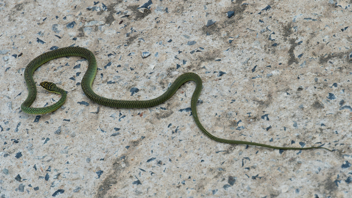 Flying Snakes Exist: Meet the Chrysopelea – The Nature Network