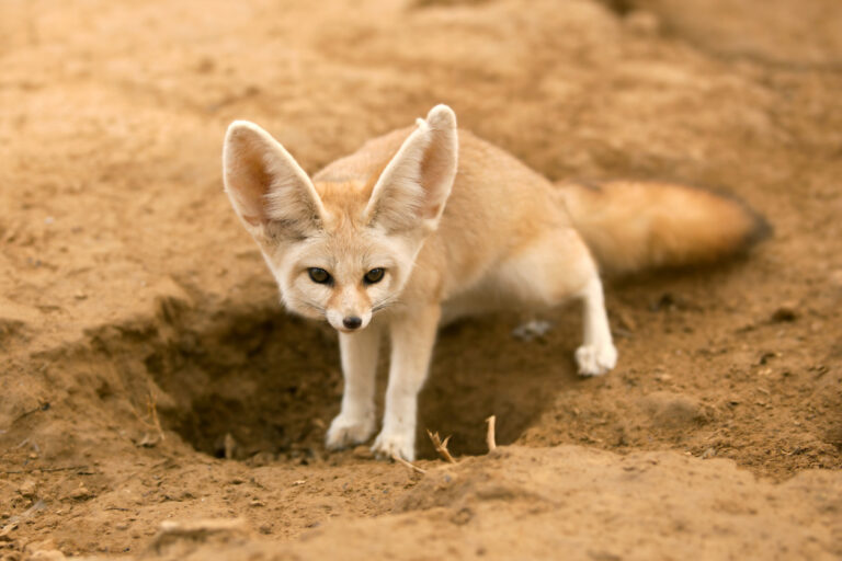 What You Need to Know About Fennec Foxes, From Their Giant Ears to ...