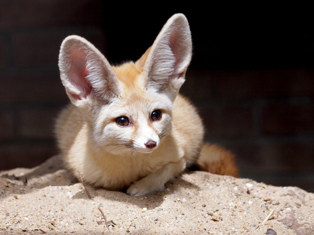 What You Need to Know About Fennec Foxes, From Their Giant Ears to ...