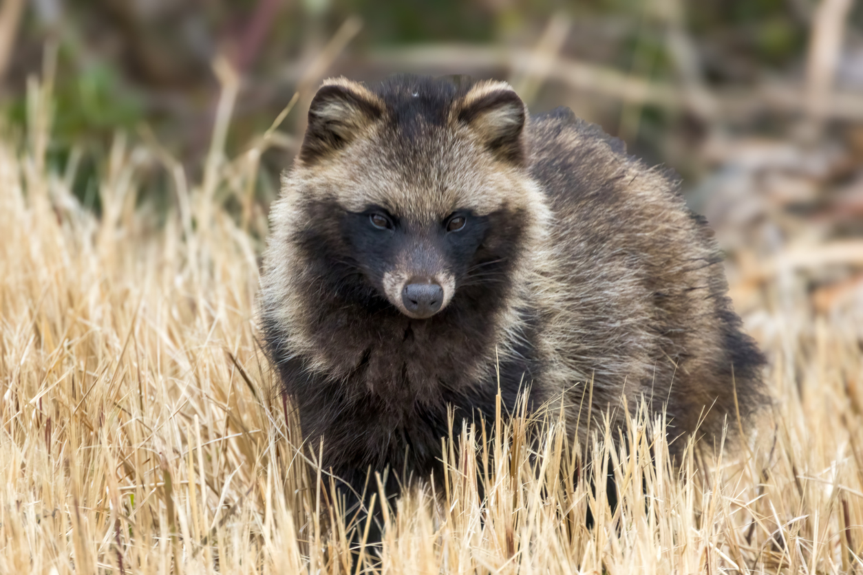 Meet the Tanuki: 10 Things You Didn’t Know About the Fascinating ...