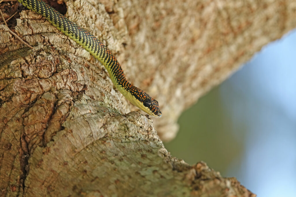 Flying Snakes Exist: Meet the Chrysopelea – The Nature Network