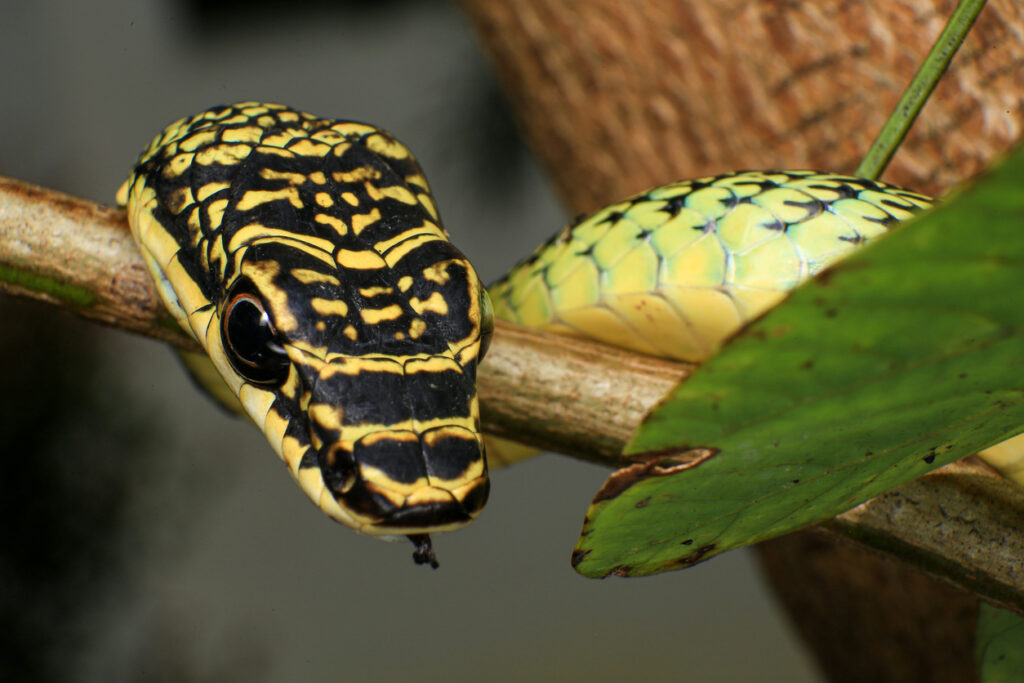 Flying Snakes Exist: Meet the Chrysopelea – The Nature Network
