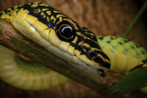 Flying Snakes Exist: Meet the Chrysopelea – The Nature Network