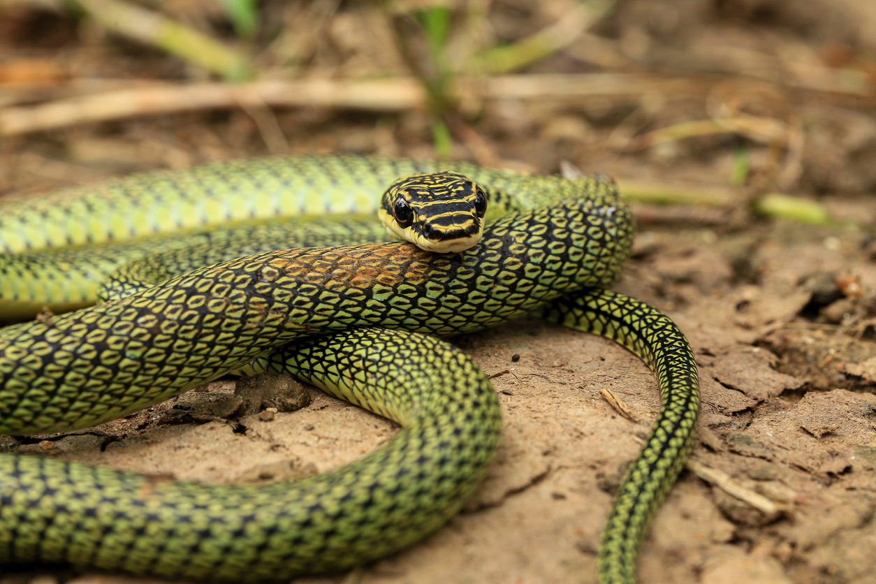 Flying Snakes Exist: Meet the Chrysopelea – The Nature Network