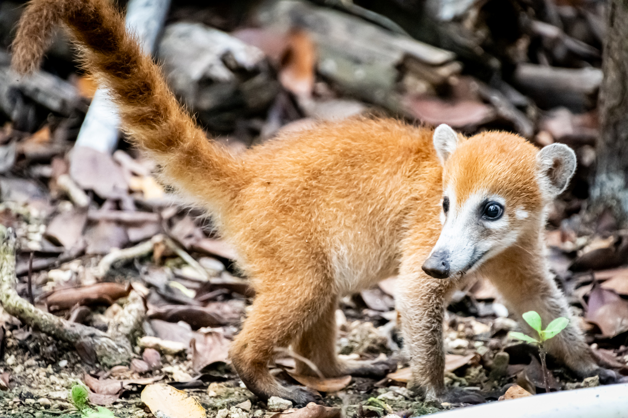 8 Animals That Rely on Their Tails to Climb – The Nature Network