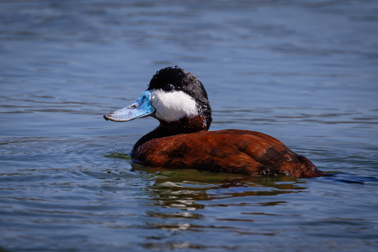 10 Invasive Animals Changing British Ecosystems Right Now – The Nature ...