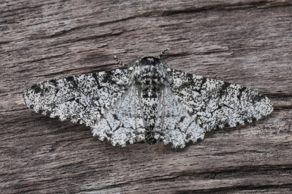 Meet the 10 Most Vibrant and Eye-Catching UK Moths – The Nature Network