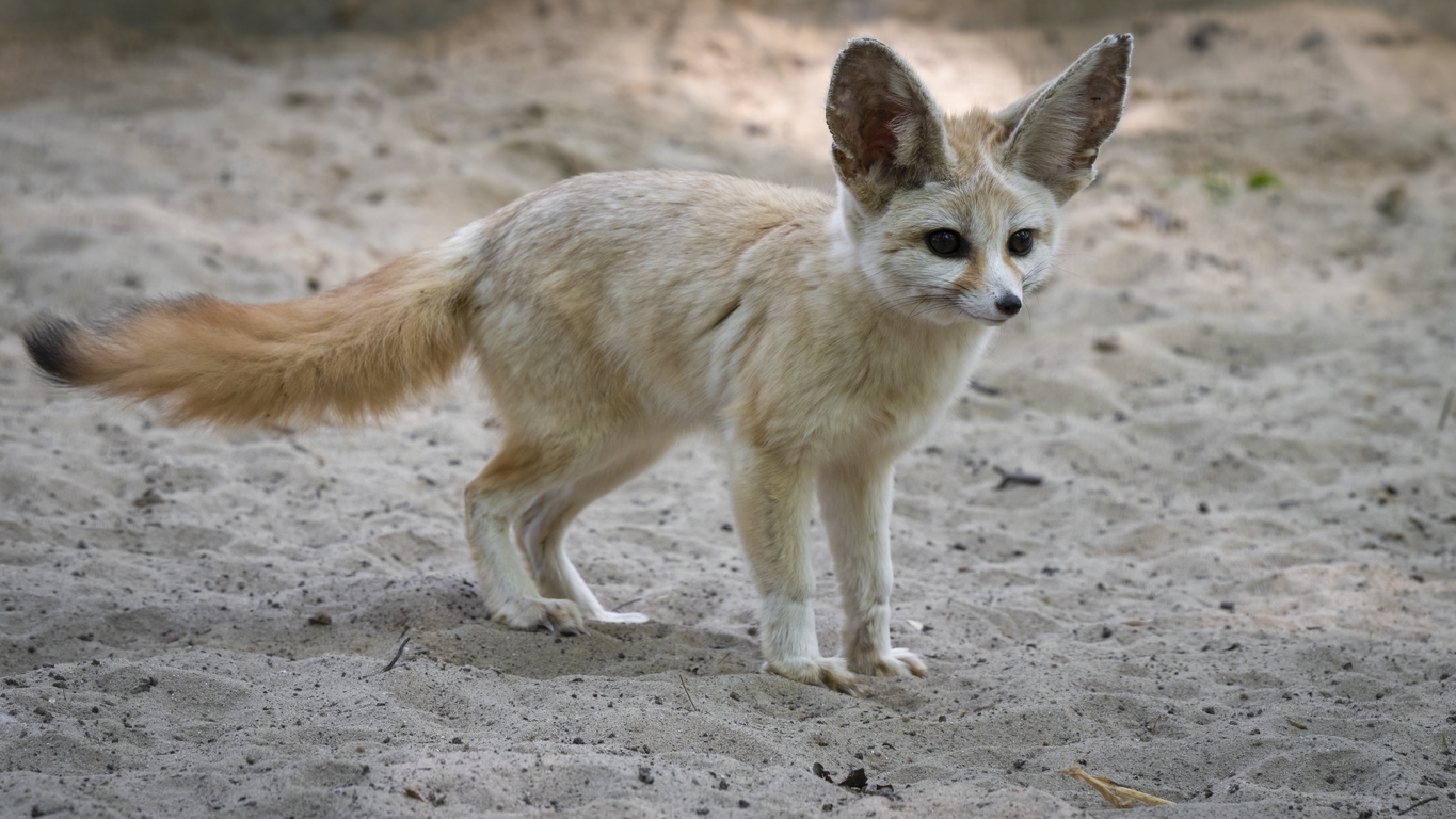 What You Need to Know About Fennec Foxes, From Their Giant Ears to ...