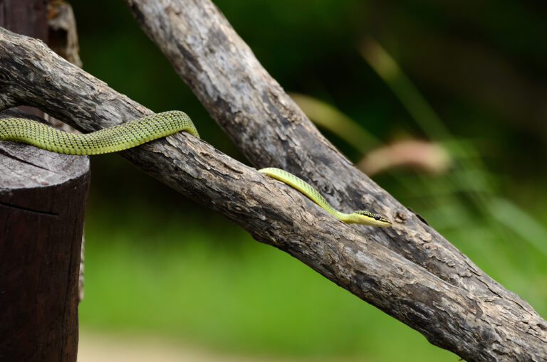 Flying Snakes Exist: Meet the Chrysopelea – The Nature Network