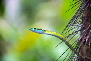 Flying Snakes Exist: Meet the Chrysopelea – The Nature Network