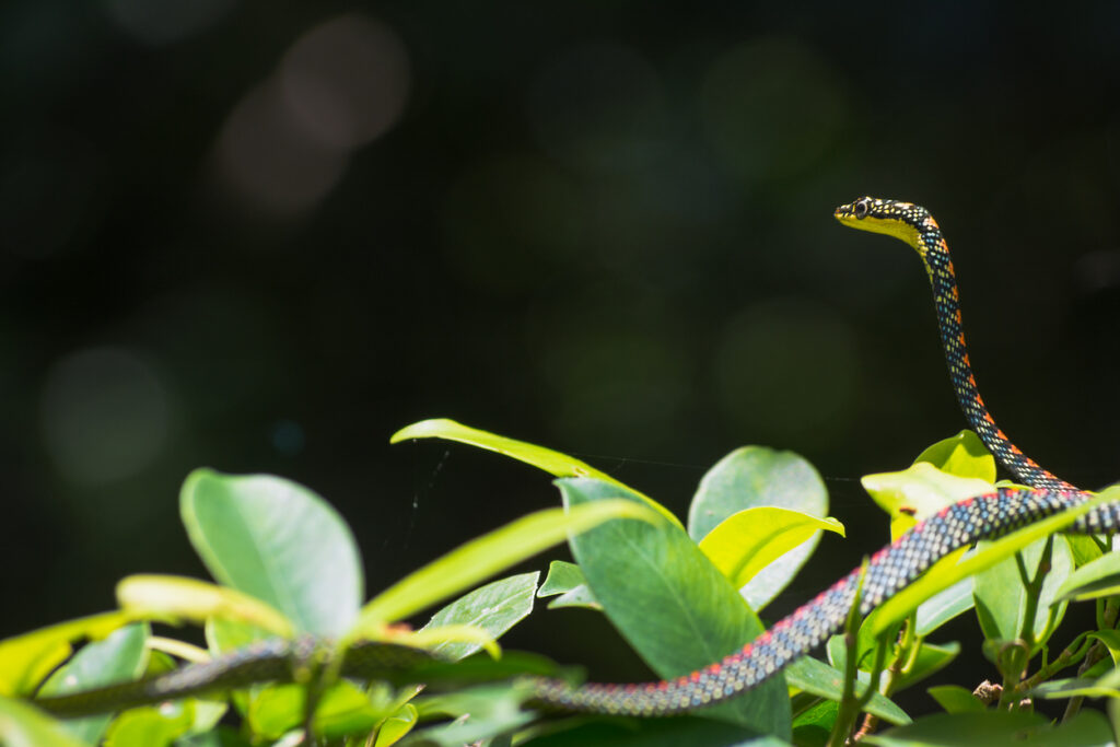 Flying Snakes Exist: Meet the Chrysopelea – The Nature Network