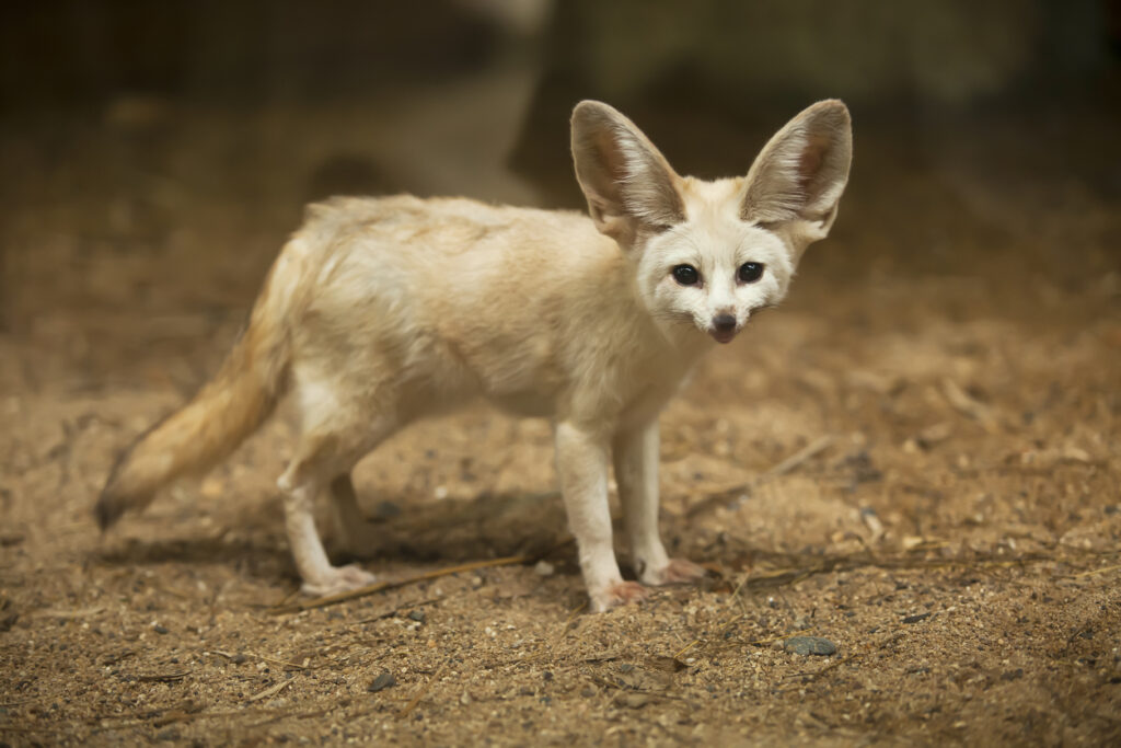 What You Need to Know About Fennec Foxes, From Their Giant Ears to ...