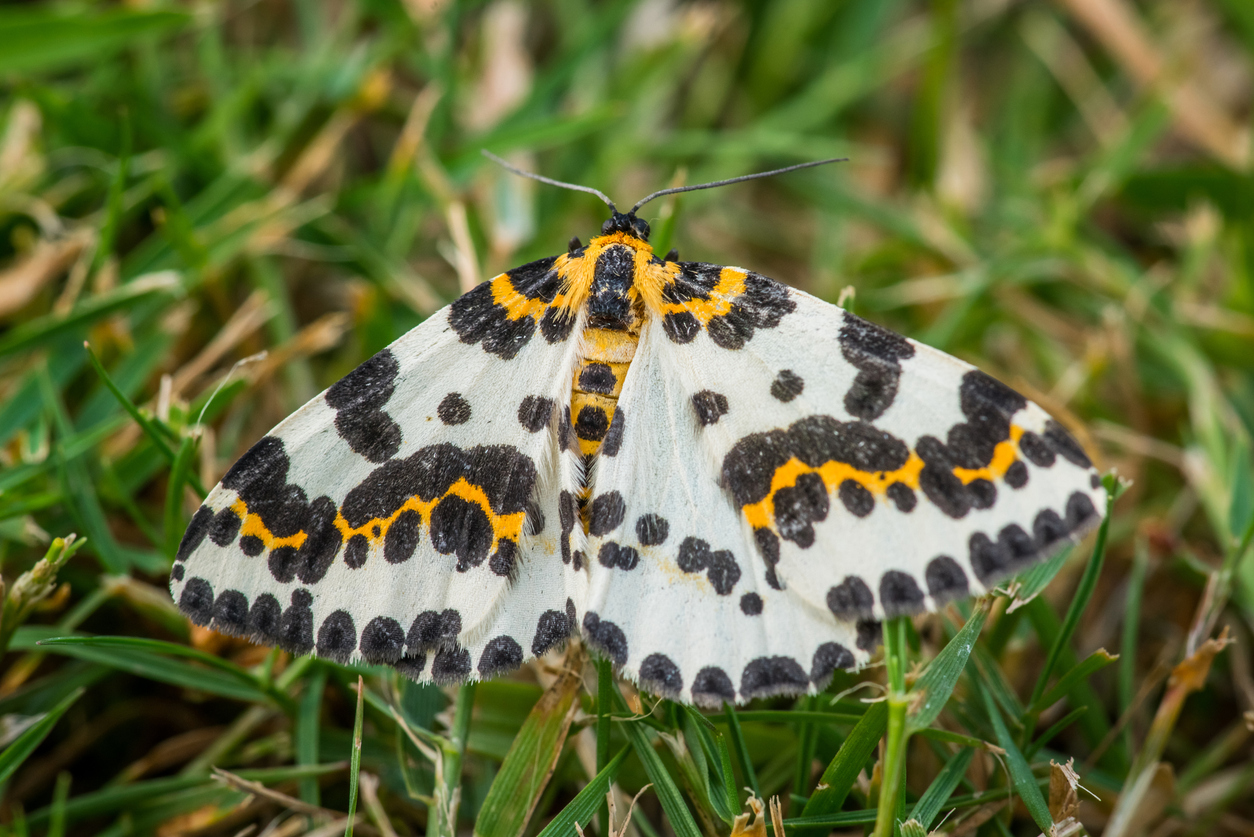 Meet the 10 Most Vibrant and Eye-Catching UK Moths – The Nature Network